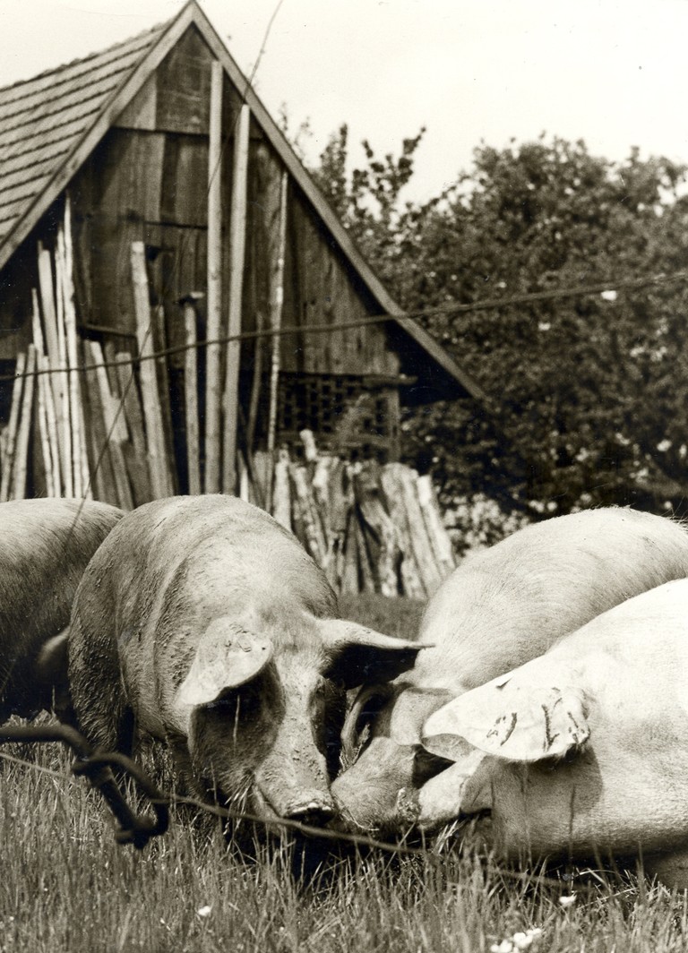 LWL | Ein Land, wo Eicheln und Bucheckern wachsen: Schweinemast im ...